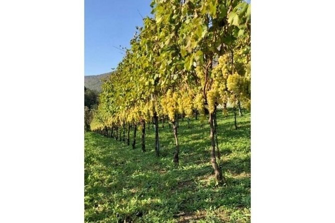 Tenuta San Francesco Wine Tasting - Recommendations for Your Visit
