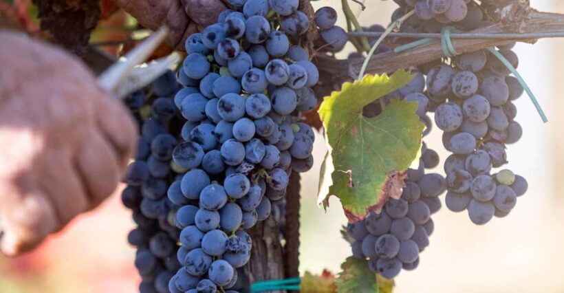 Tenuta Valle delle Ferle: Wine & food tasting in Caltagirone - Key Points