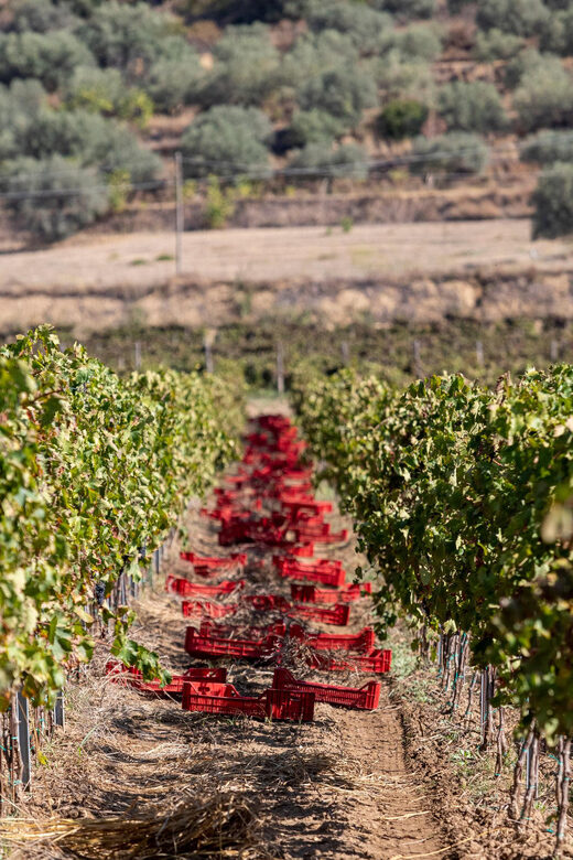 Tenuta Valle delle Ferle: Wine & food tasting in Caltagirone - Exploring the Estate and Its Unique Charm