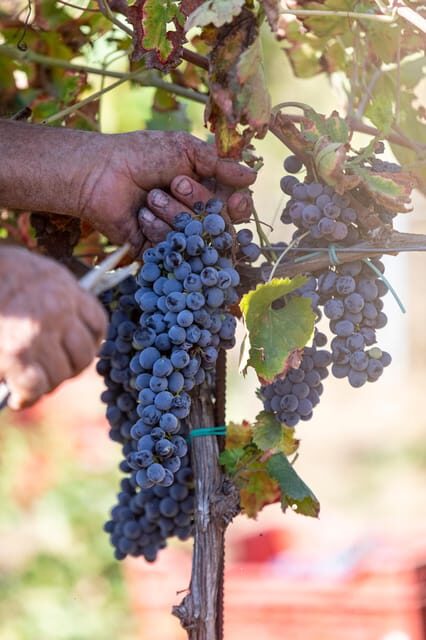 Tenuta Valle delle Ferle: Wine & food tasting in Caltagirone - Why This Tour Is Worth It