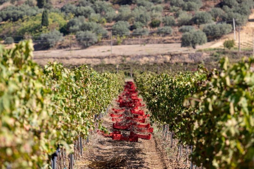 Tenuta Valle delle Ferle: Wine & food tasting in Caltagirone - FAQ