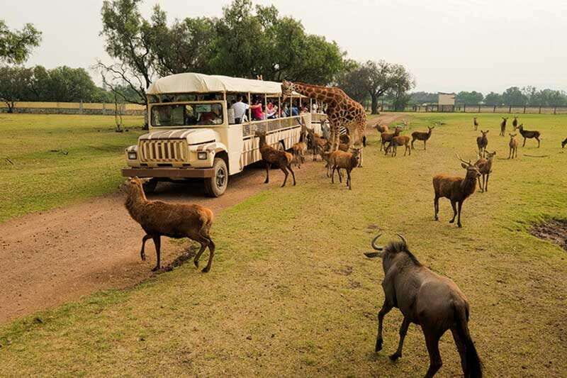 Teotihuacan: Entrance to Animal Kingdom Park; Adventure & Nature - Highlights That Make This Tour Stand Out