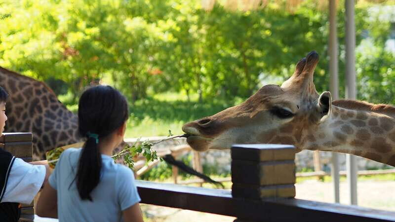 Teotihuacan Safari: Old Ruins and Interact with Animals - Key Points