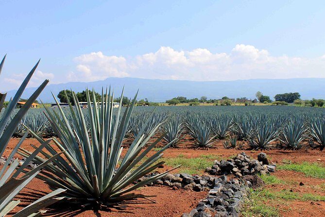 Tequila distillery experience, Jose Cuervo & Tequila Magic Town - Authentic Opinions from Travelers
