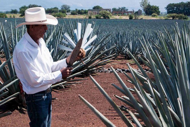 Tequila distillery experience, Jose Cuervo & Tequila Magic Town - Practical Tips for Your Trip