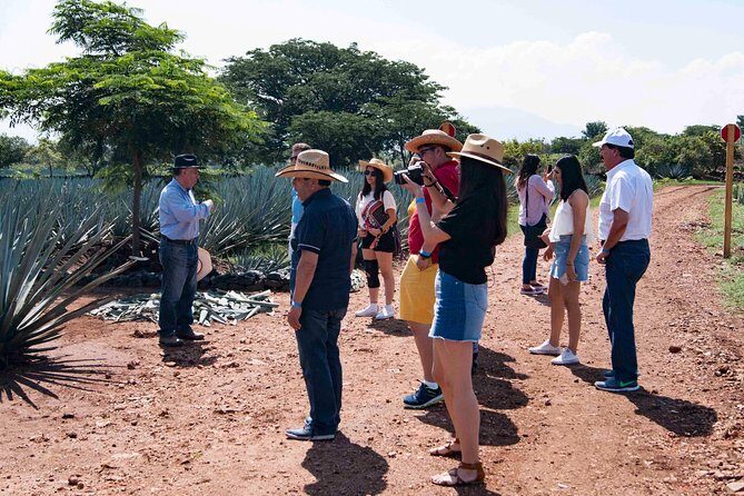 Tequila distillery experience, Jose Cuervo & Tequila Magic Town - The Sum Up: Who Will Love This Tour?