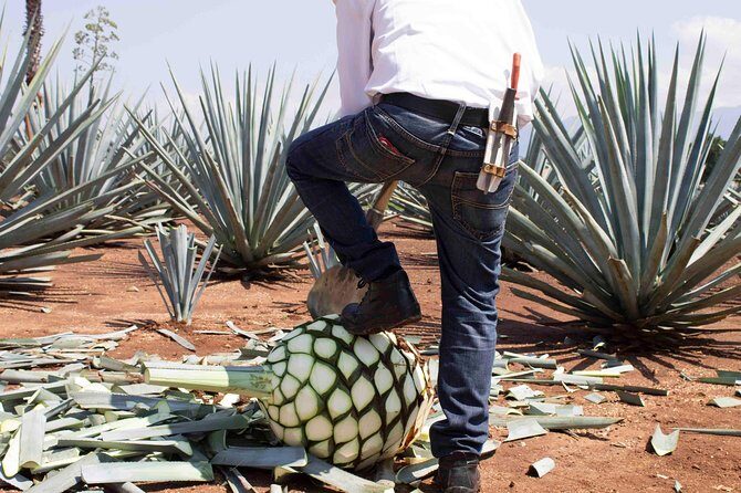 Tequila distillery experience, Jose Cuervo & Tequila Magic Town - FAQ Section