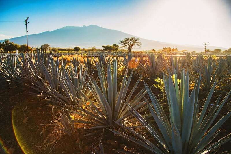 Tequila, Jalisco, and Toriles from Puerto Vallarta - Exploring Toriles: An Aztec Archaeological Wonder