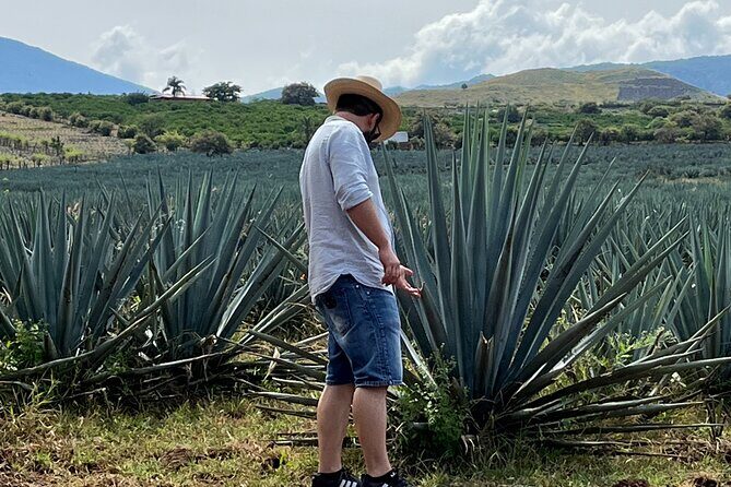 Tequila Jalisco Full Day Tour from Puerto Vallarta - Key Points