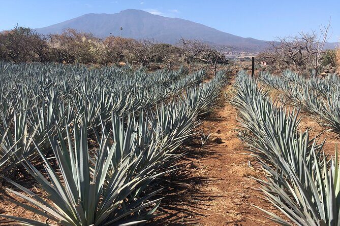 Tequila Jalisco Full Day Tour from Puerto Vallarta - The Value of This Tour