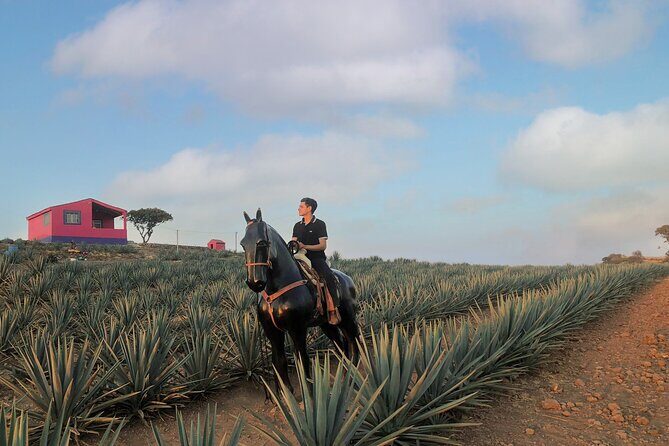 Tequila tour with tasting. - FAQ