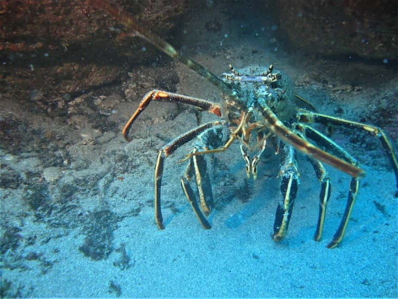 Terceira Azores: Scuba-Double dive Trip(certified Divers) - Introduction to the Terceira Dive Experience