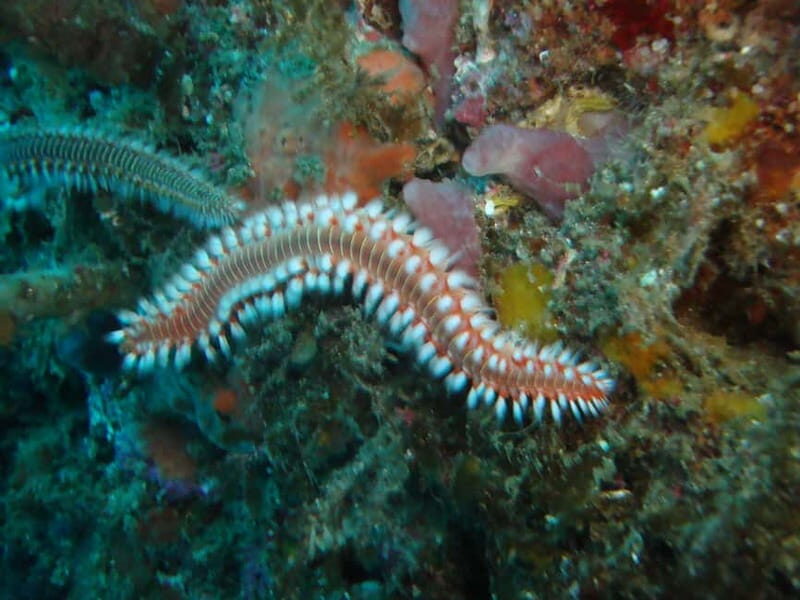 Terceira Azores: Scuba-Double dive Trip(certified Divers) - Why This Tour Offers Good Value