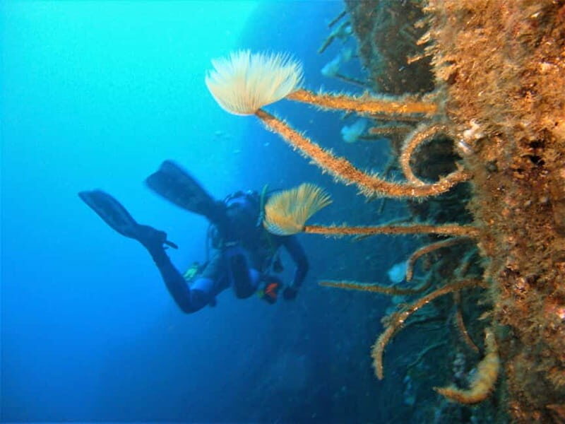 Terceira Azores: Scuba-Double dive Trip(certified Divers) - Final Thoughts: Is It Worth It?