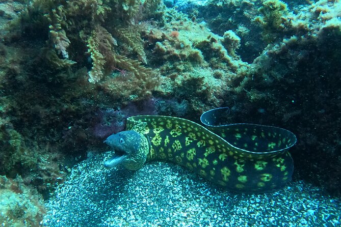 Terceira Azores: Scuba-Double dive Trip(certified Divers) - Why Consider the Terceira Azores: Scuba Double Dive Trip?