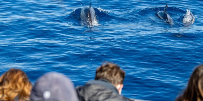Terceira: Half-Day Dolphin and Whale Watching Tour - A Close Look at the Experience