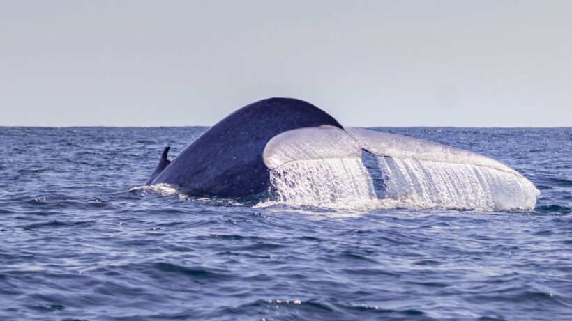 Terceira: Half-Day Dolphin and Whale Watching Tour - Who Will Love This Experience?