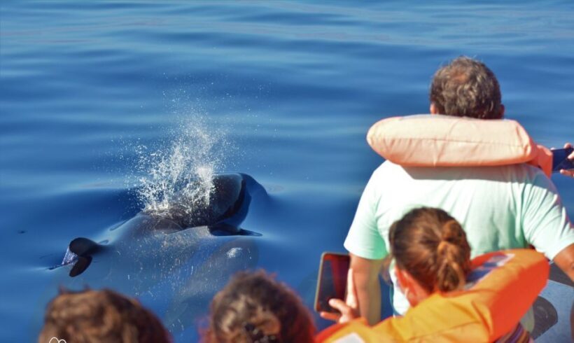 Terceira: Half-Day Dolphin and Whale Watching Tour - Final Thoughts