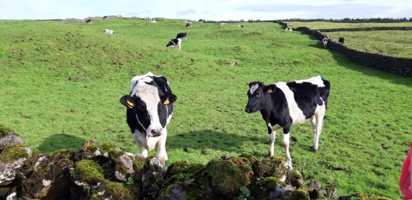 Terceira Island : Half-Day Van Tour on the West Coast - An Introduction to the Tour