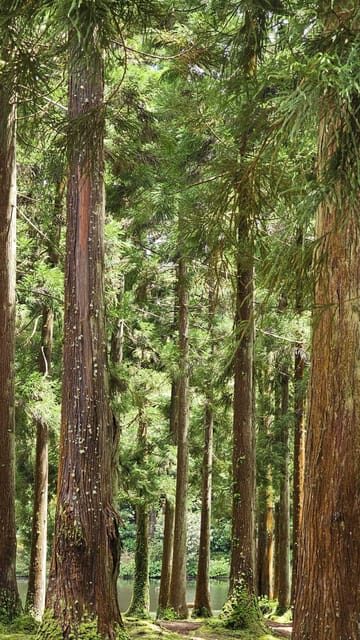 Terceira Island : Half-Day Van Tour to the Caves - The Sum Up
