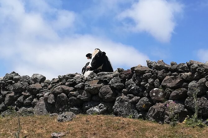 Terceira Island Transfers | Azores - Who Should Consider This Service?