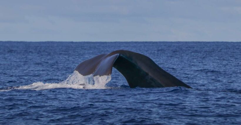 Terceira Island : Whale and Dolphin Watching boat excursion - Key Points