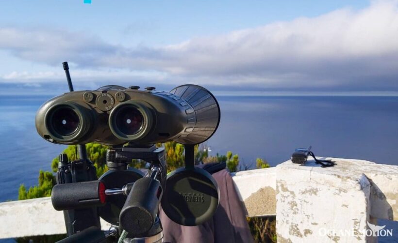Terceira Island : Whale and Dolphin Watching boat excursion - Setting the Scene: What to Expect on the Tour