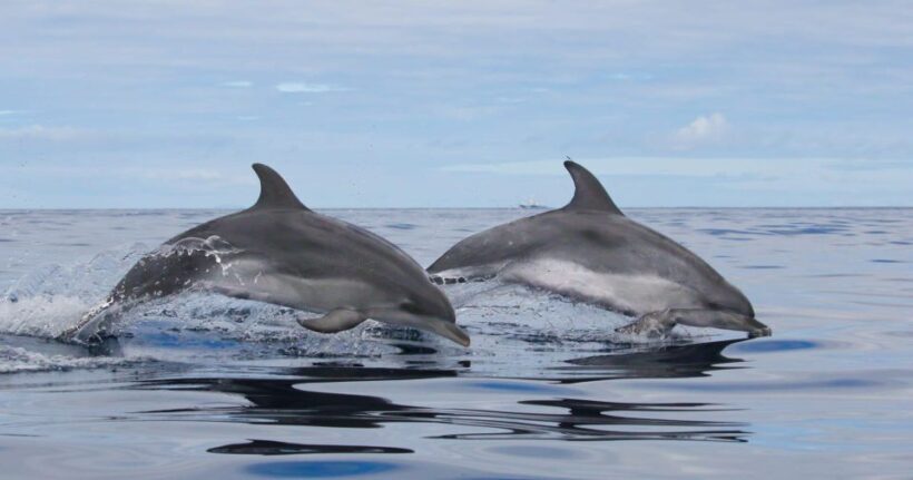 Terceira Island : Whale and Dolphin Watching boat excursion - Who Should Consider This Experience?