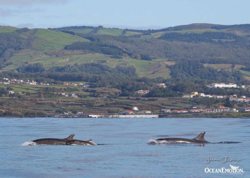 Terceira Island : Whale and Dolphin Watching boat excursion - FAQ