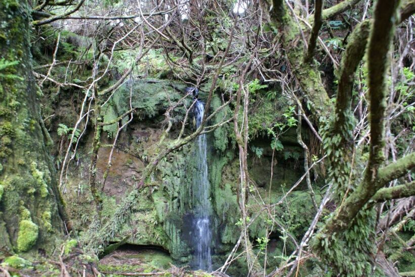 Terceira Island Whale Watching and Jeep Tour - Key Points