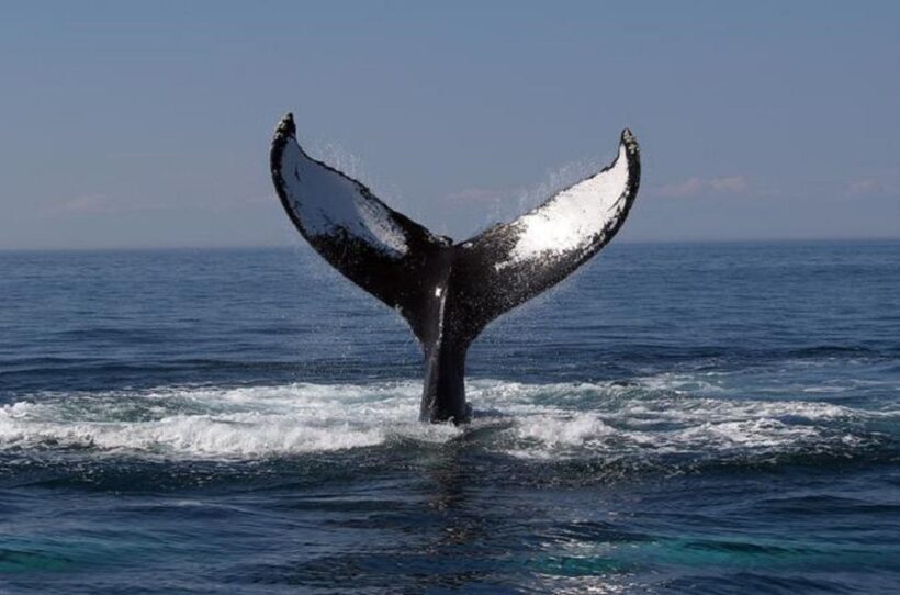 Terceira Island Whale Watching and Jeep Tour - FAQ