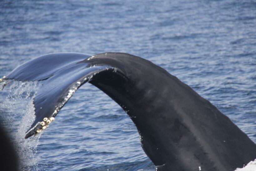 Terceira: Whale and Dolphin Watching in a Zodiac Boat - An In-Depth Look at the Experience