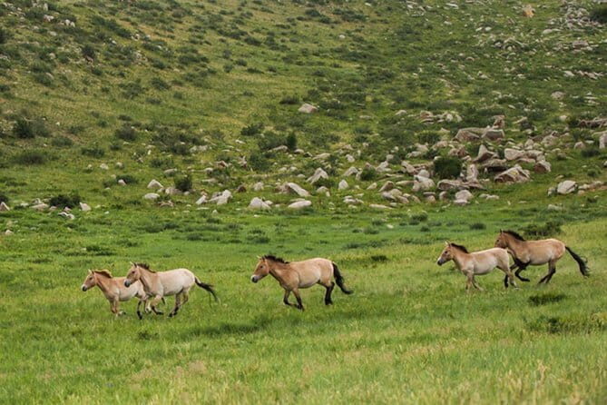 Terelj National Park and Chinggis Khaan Statue Tour - FAQ
