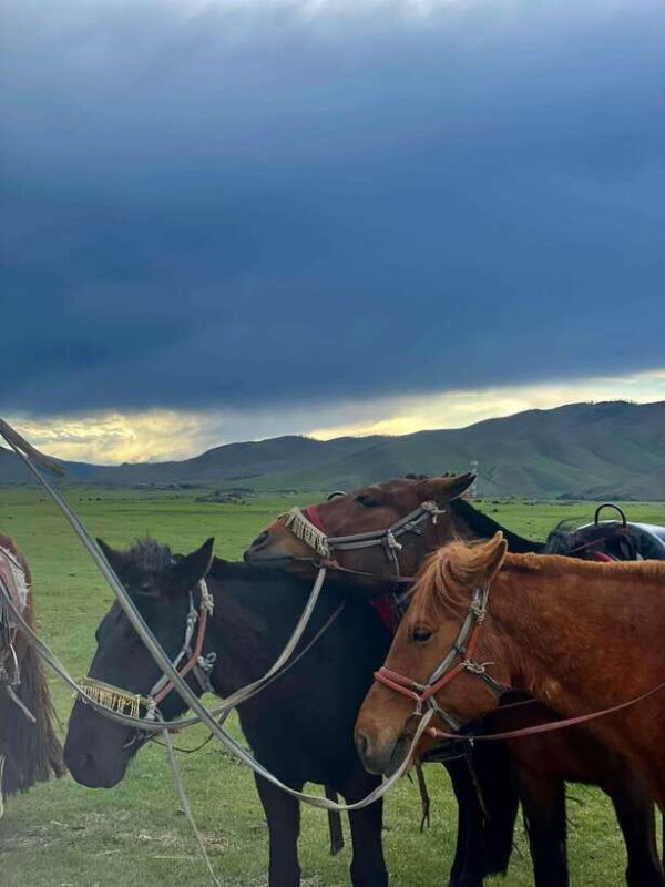 Terelj national park transport /Best price tour - An In-Depth Look at the Tour Experience