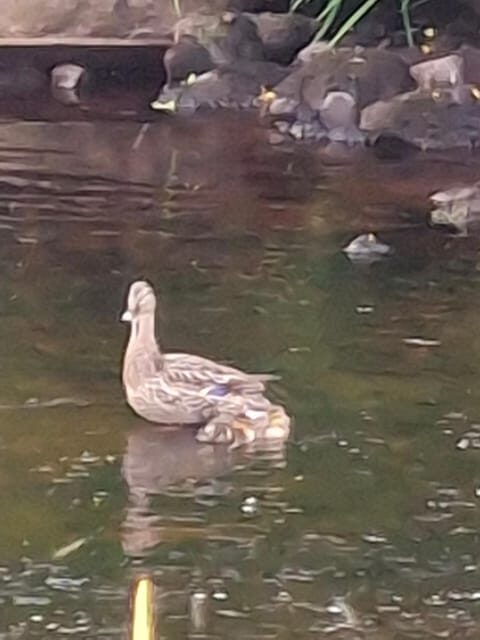 Teresas tour - What to Expect from Teresa’s Tour