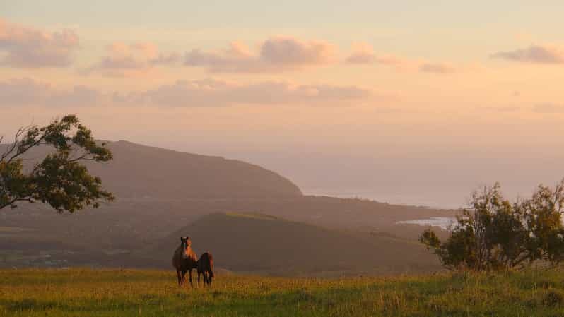 Terevaka Mount: Morning Horseback Riding & Planting Tour - An In-Depth Look at the Experience