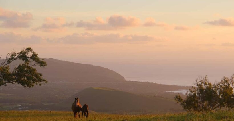 Terevaka Mount: Morning Horseback Riding & Planting Tour - Who Should Consider This Tour?
