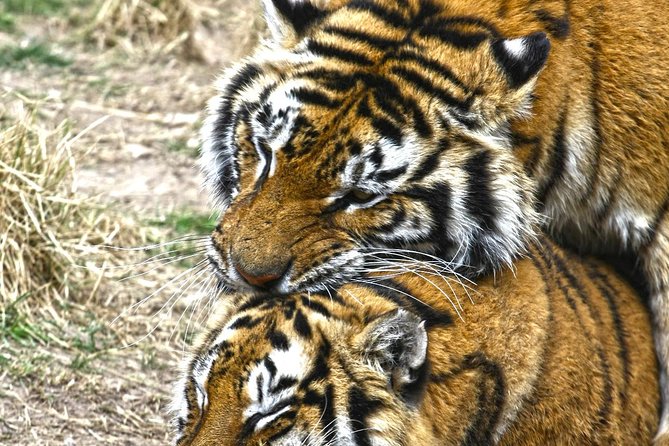 Terra Natura Benidorm Entrance Ticket - Exploring the Four Themed Regions