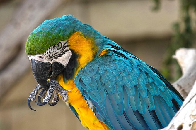 Terra Natura Benidorm Entrance Ticket - What to Expect During Your Visit