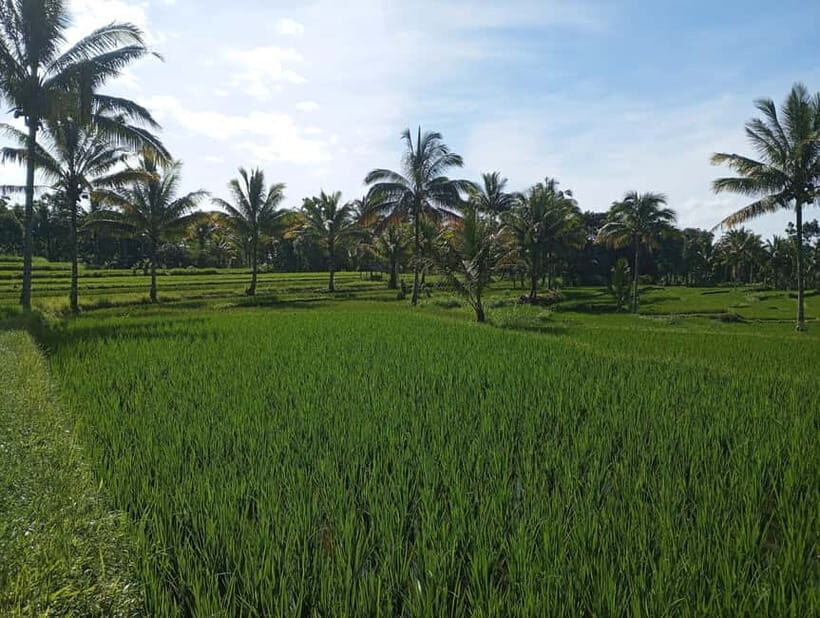 Tetebatu Tour Experience: Ricefield, Waterfall, monkeyforest - Who Will Love This Tour?