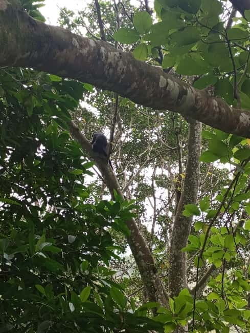 Tetebatu Tour Experience: Ricefield, Waterfall, monkeyforest - FAQ