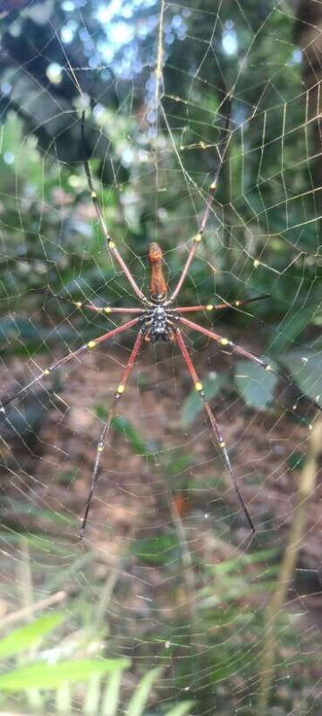 Tetebatu: Waterfalls, Spices, Rice Terrace, Monkey forest - Practical Tips