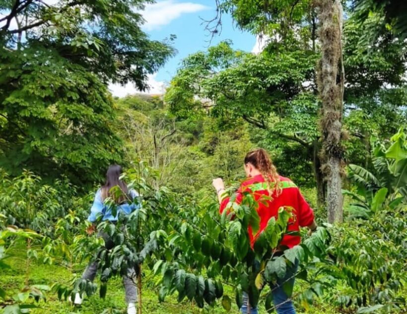 Th art of Coffee in Medellin, Colombia. - Who Will Love This Experience?