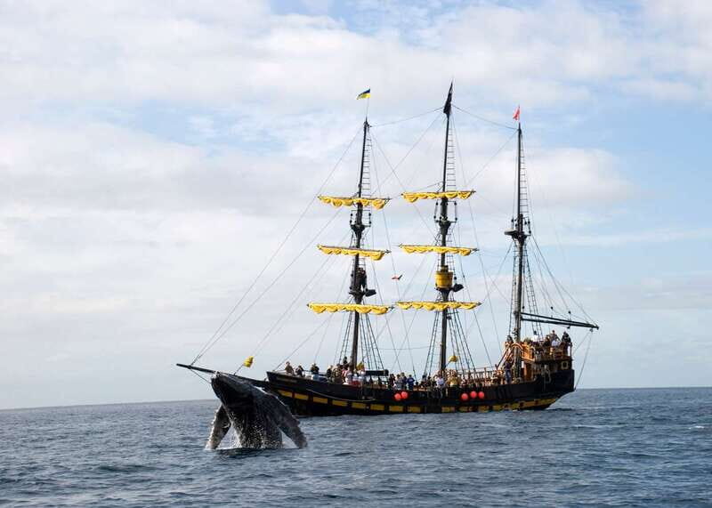 Thar She Blows! Whale Watching Pirate Cruise - An In-Depth Look: What to Expect from the Whale Watching Pirate Cruise