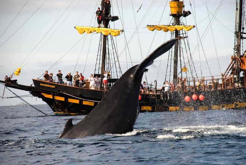 Thar She Blows! Whale Watching Pirate Cruise - Why This Tour Offers Real Value