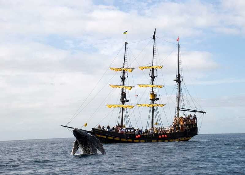 Thar She Blows! Whale Watching Pirate Cruise - Final Thoughts: Is It Worth It?