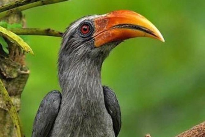 Thattekad Guided Bird Walk. - Key Points