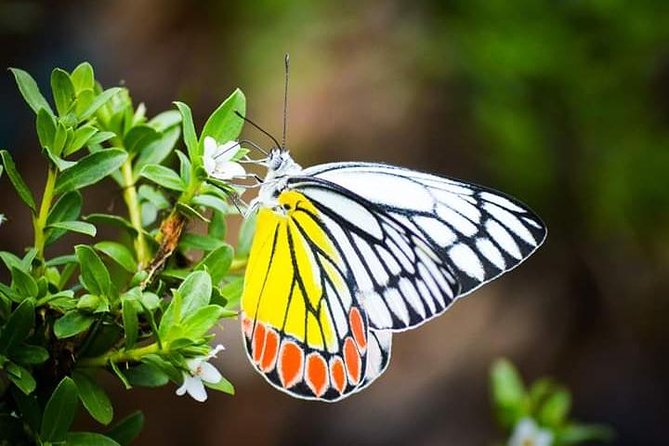 Thattekad Guided Bird Walk. - Who Will Love This Tour?