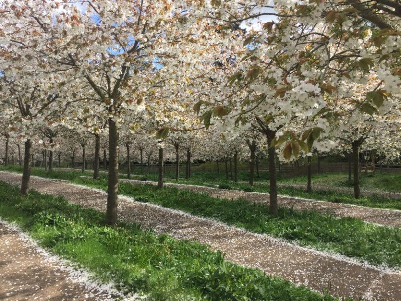 The Alnwick Garden: Entry Ticket - Key Points