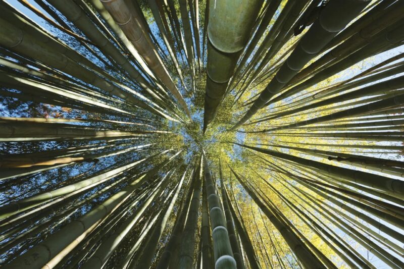 The Bamboo Grove in Cévennes Ticket - Attractions and Highlights